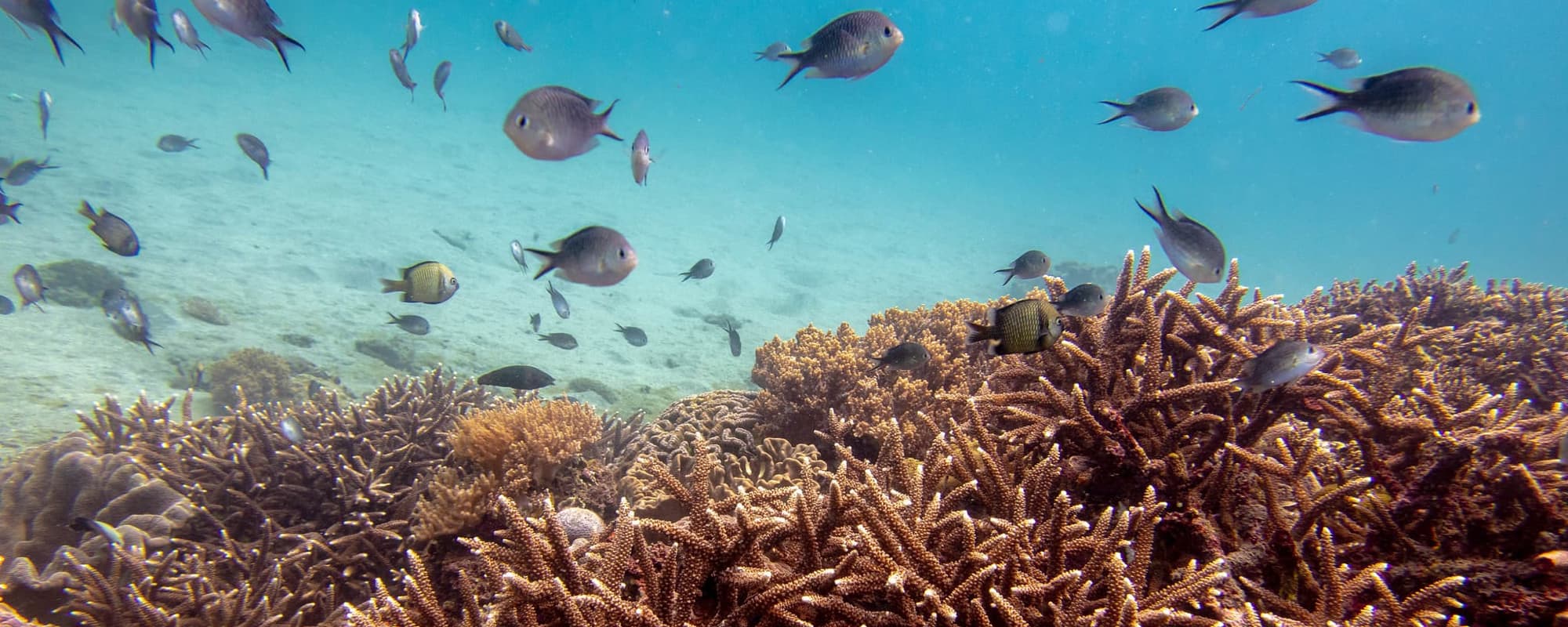 Marine science journalist Melissa Hobson: examples of my work